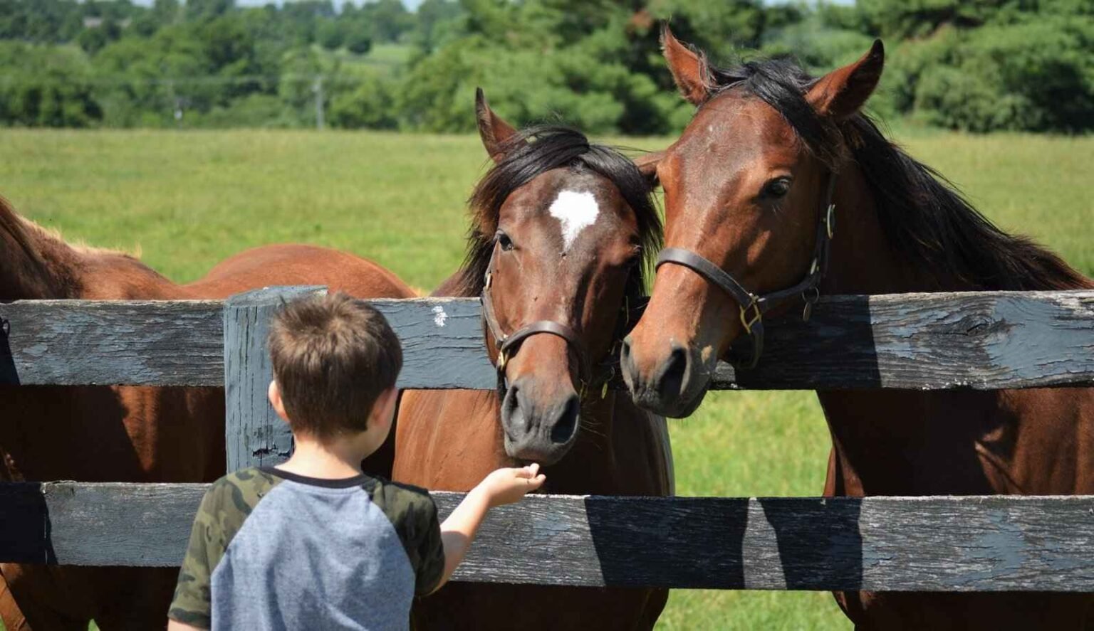 Coolmore Stud Farm Tour – Discover World-Class Horses