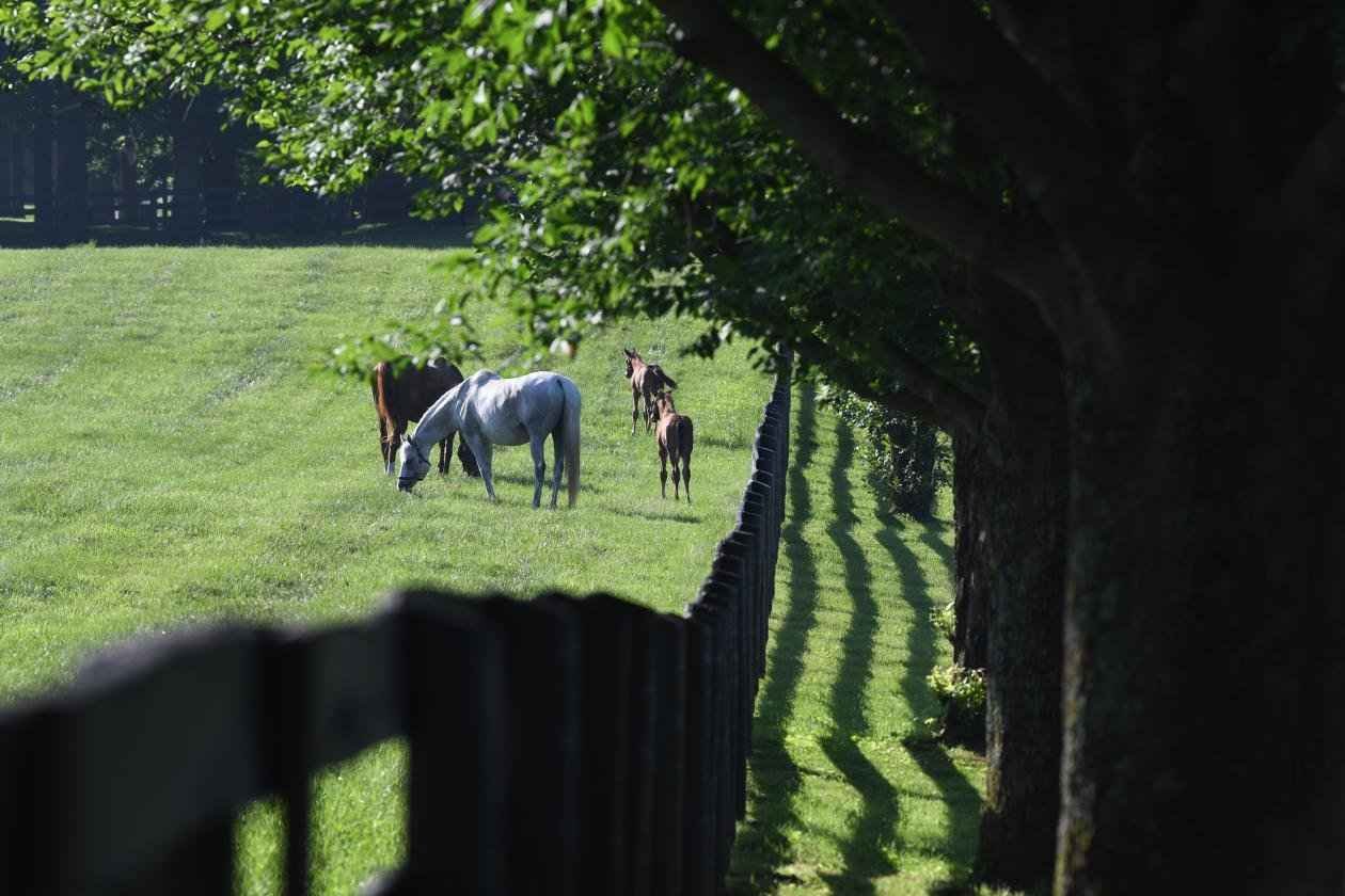 Jonabell Farm Tour: Kentucky's Thoroughbred Legacy